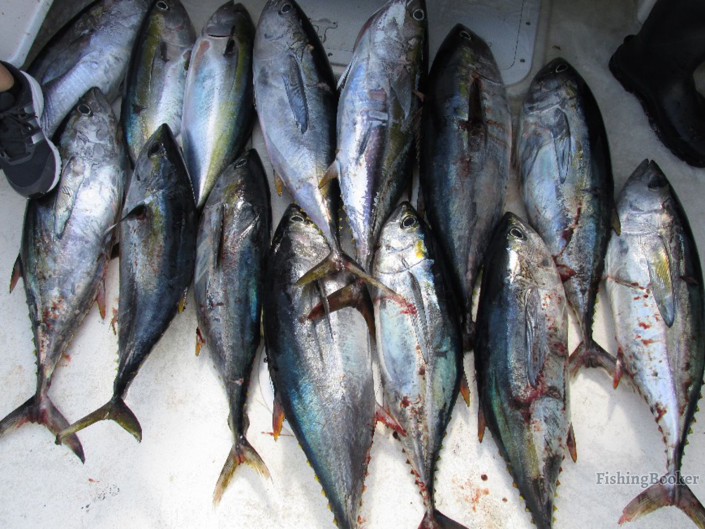 Fin Runner Sportfishing Charters, Coronado, California - FishingBooker.com