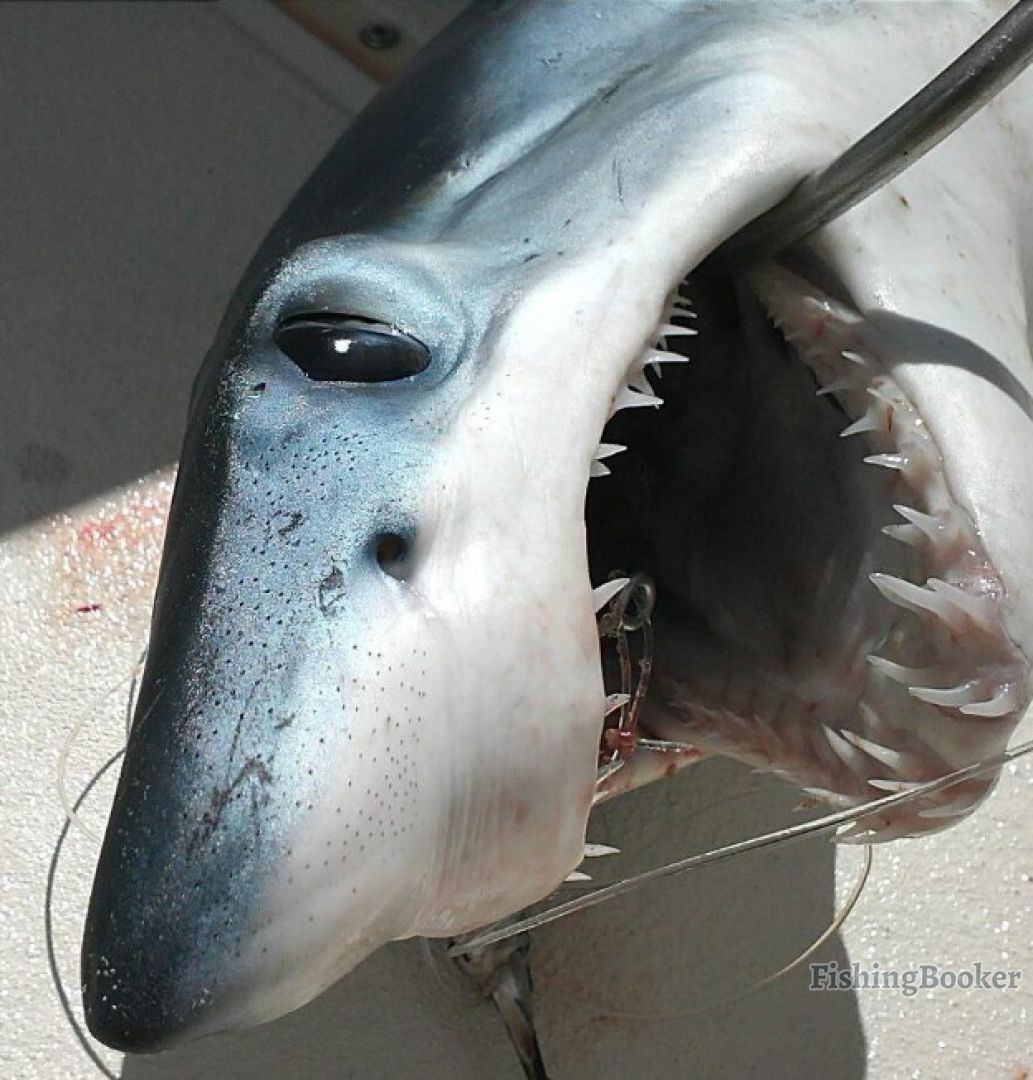 Picudo Sport Fishing, Cabo San Lucas, Mexico - FishingBooker.com