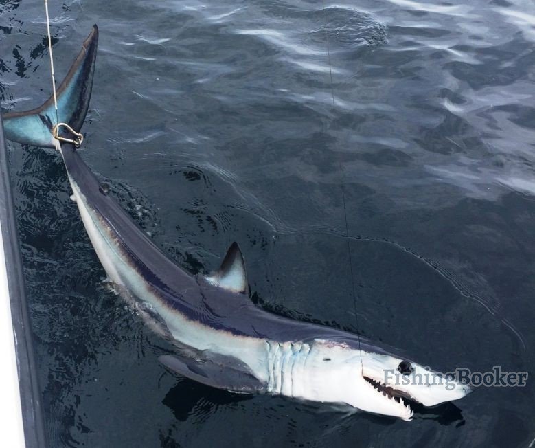 Small Mako Sharks - Brigantine Fishing Report - FishingBooker.com