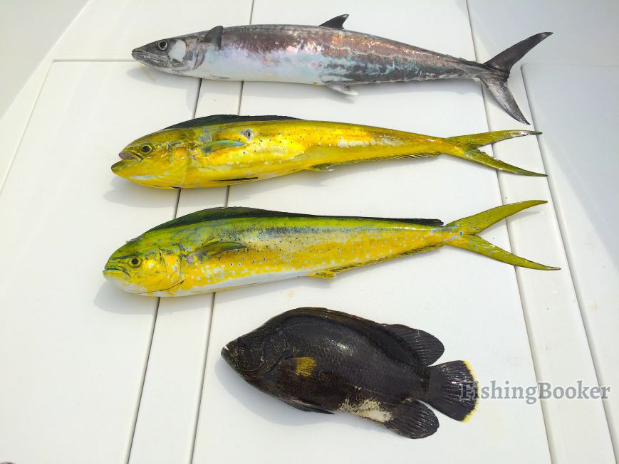 Top 10 fishing charters in Miami, FL - FishingBooker