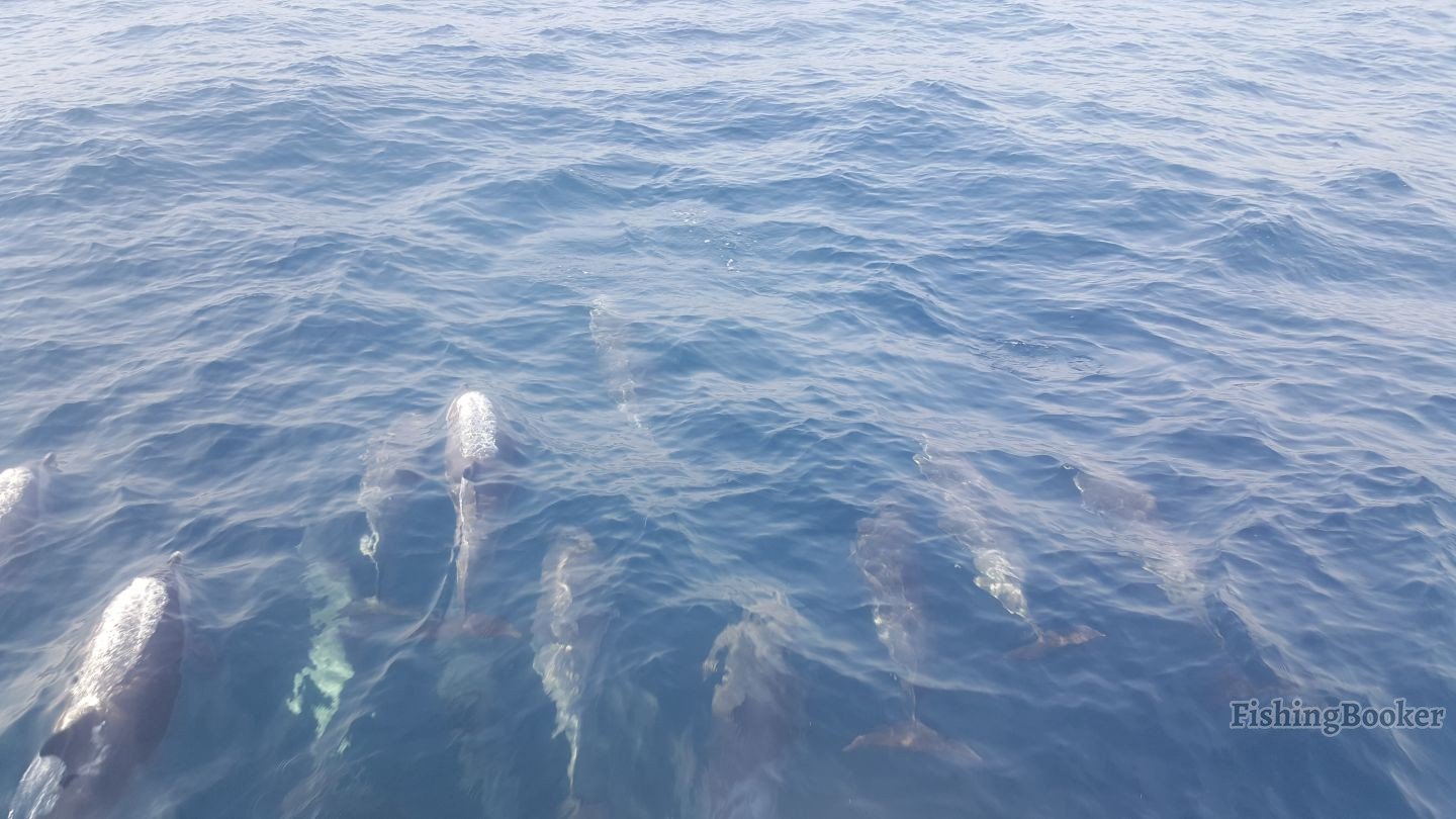 Durban Fishing Reports - FishingBooker.com