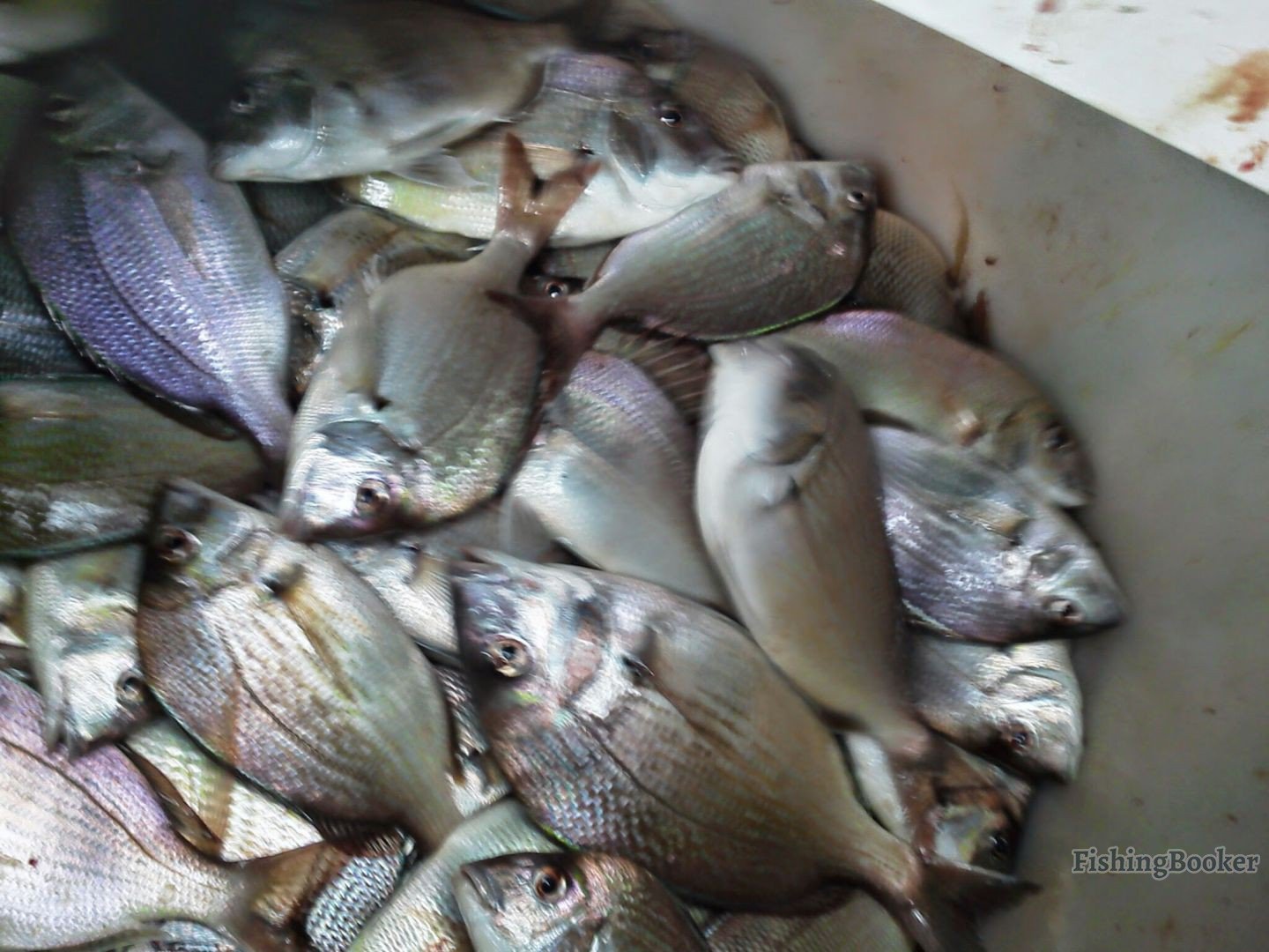 Top 10 fishing charters in United States - FishingBooker